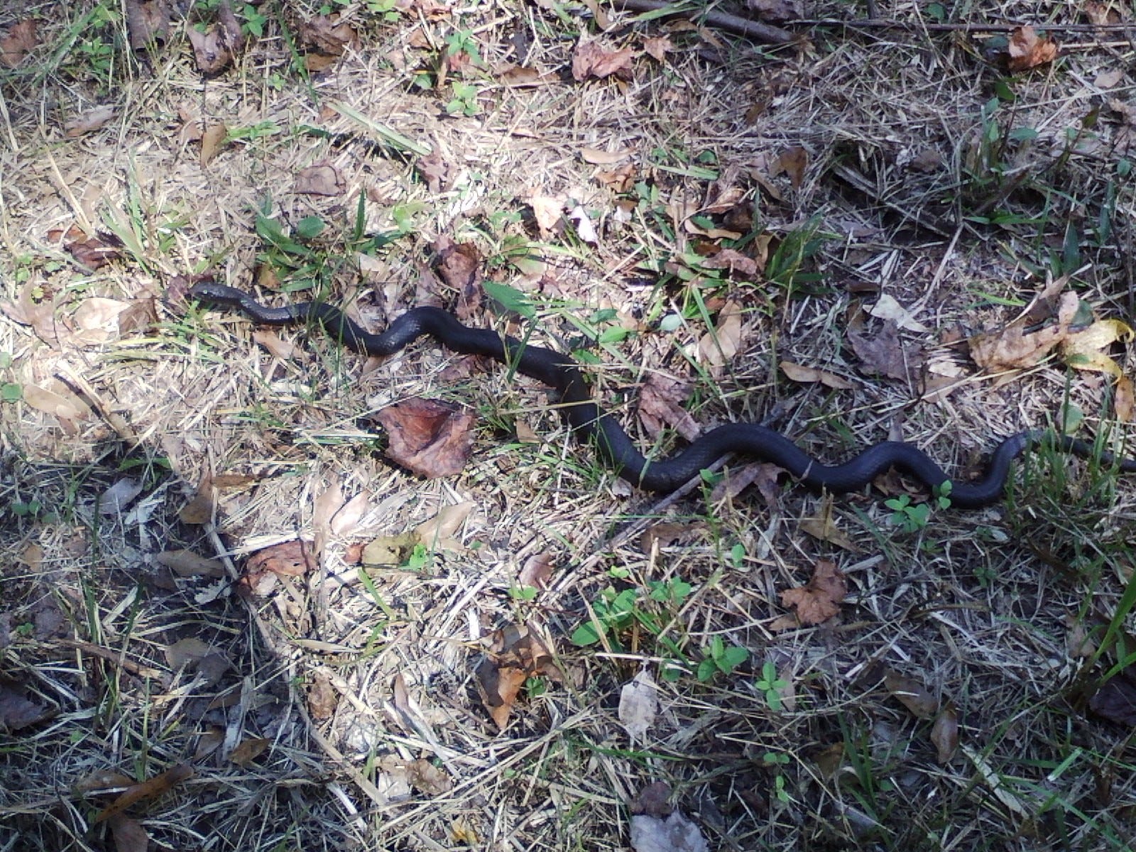 Man reportedly dies of venomous snake bite | kagstv.com