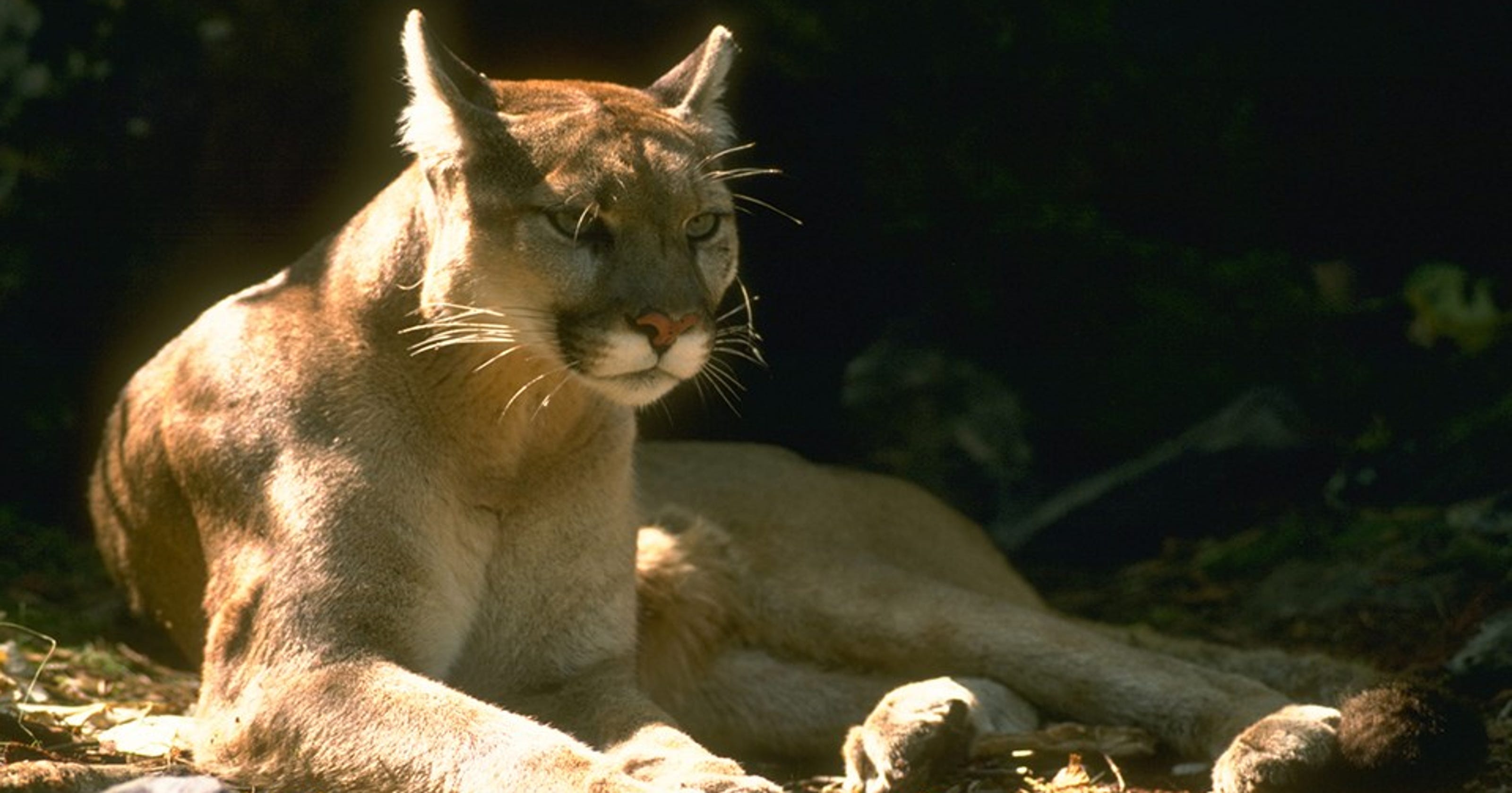 Shasta County severs ties with Wildlife Services over animal killings