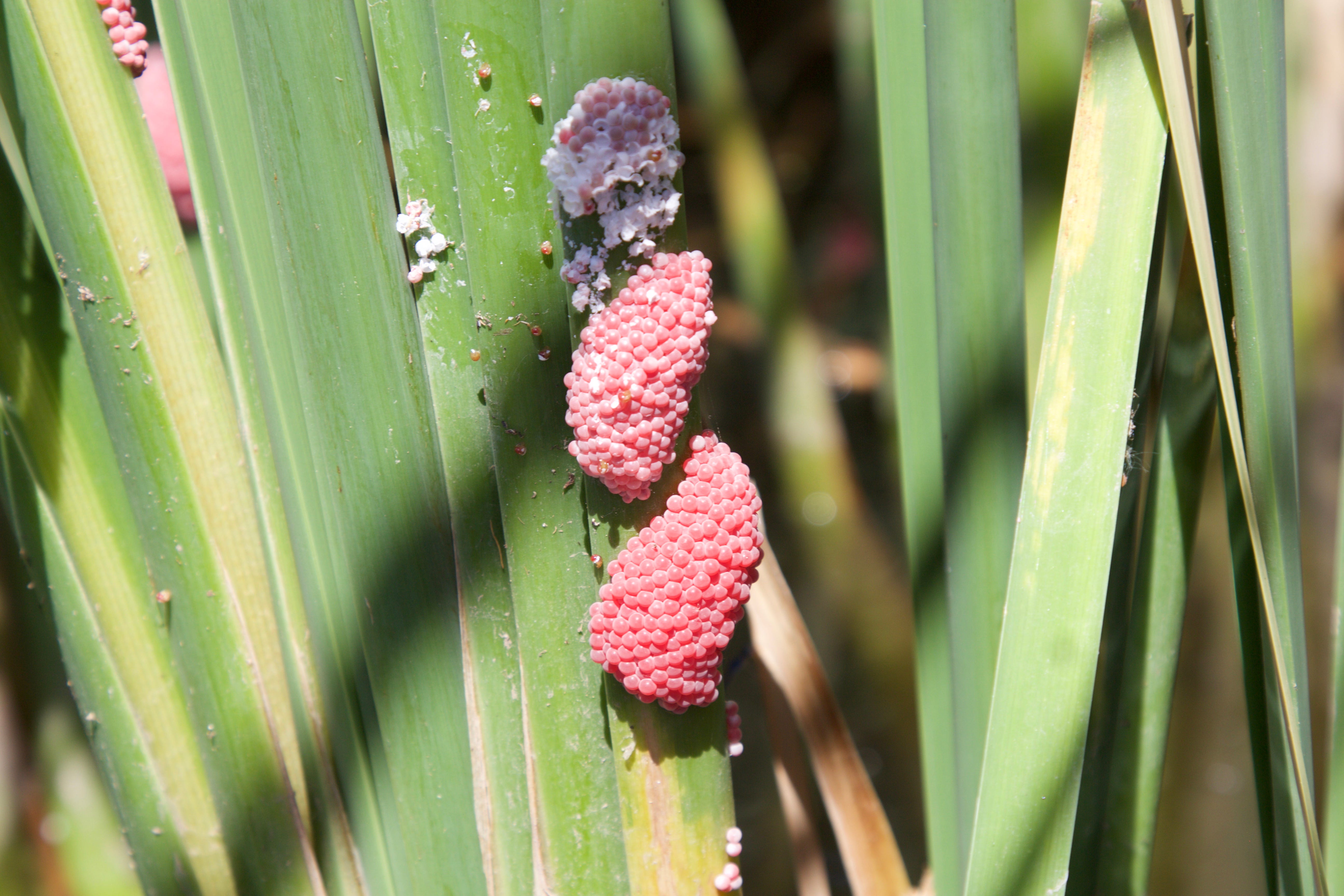 Invasive apple snails threaten Arizona's Salt River ecosystem