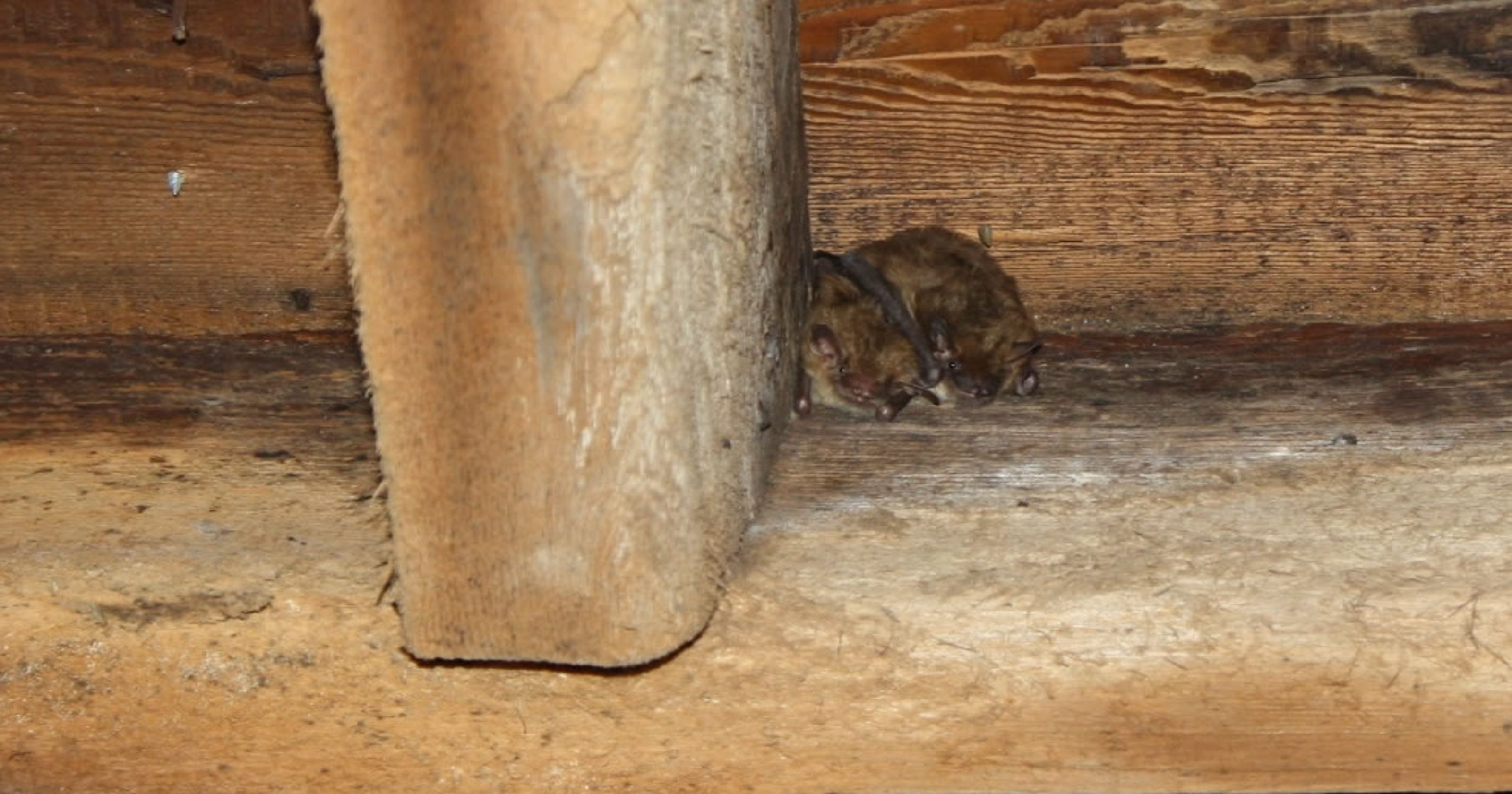 Rabid animals: How can you tell and what should you do?