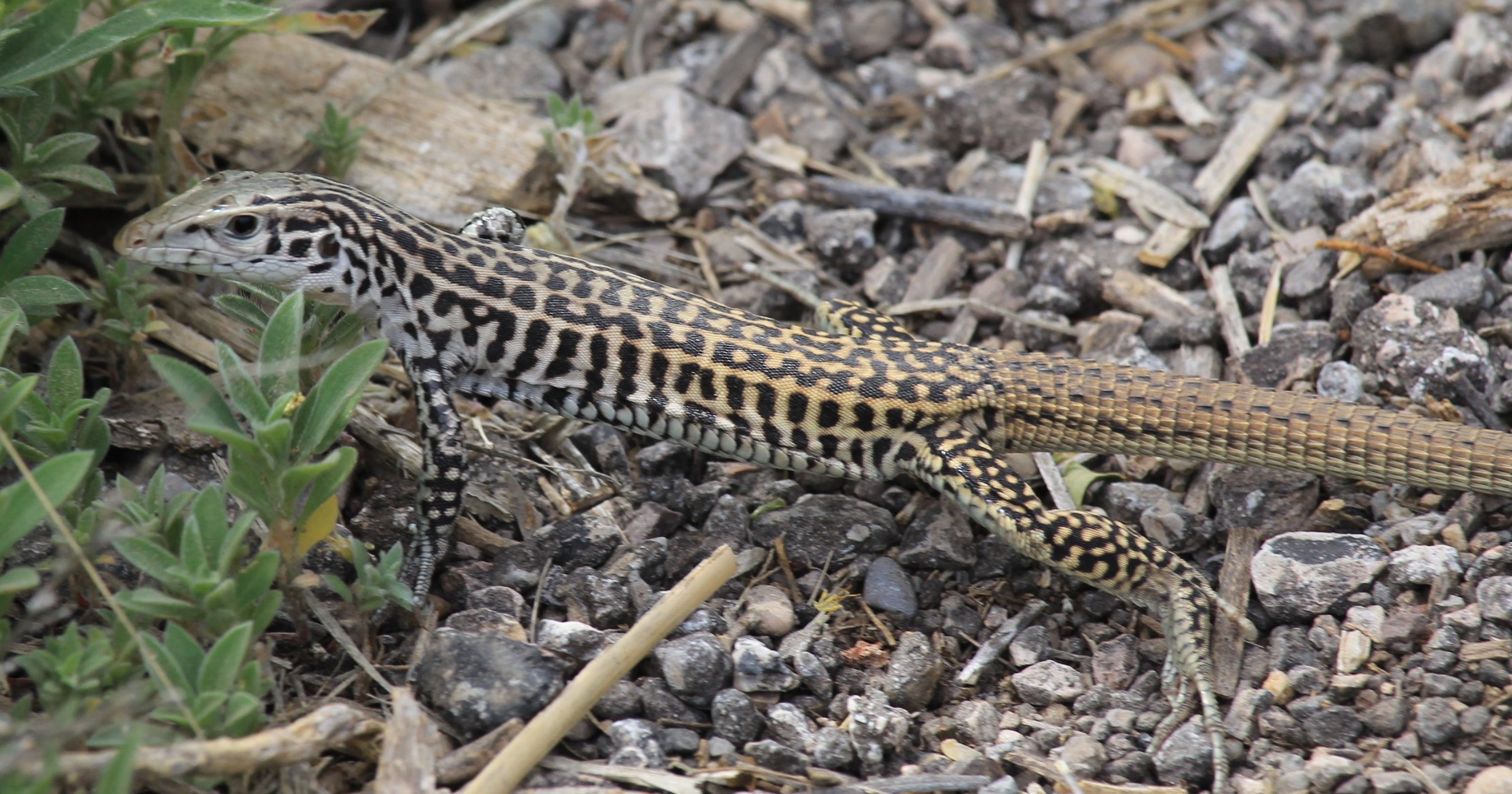 Cloning is nothing new for Checkered Whiptail lizards