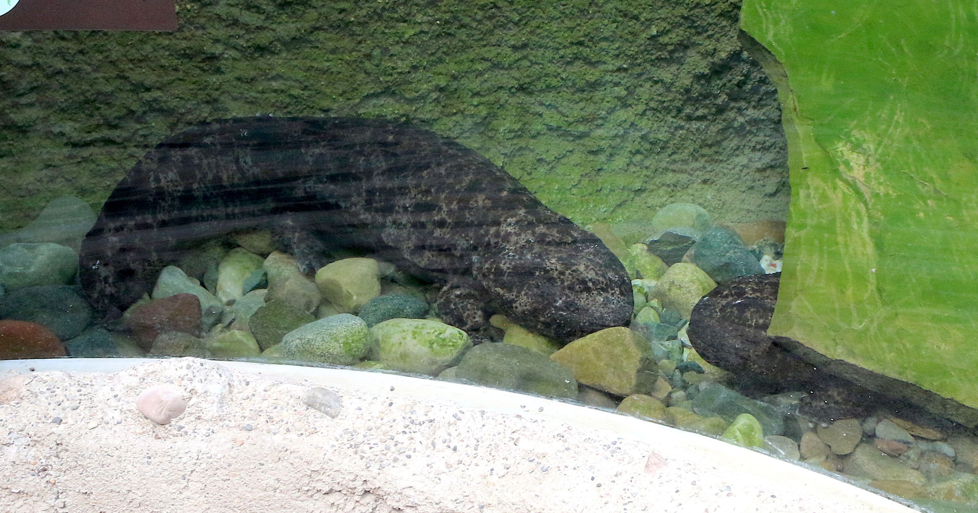 Detroit Zoo's Japanese giant salamanders get new habitat