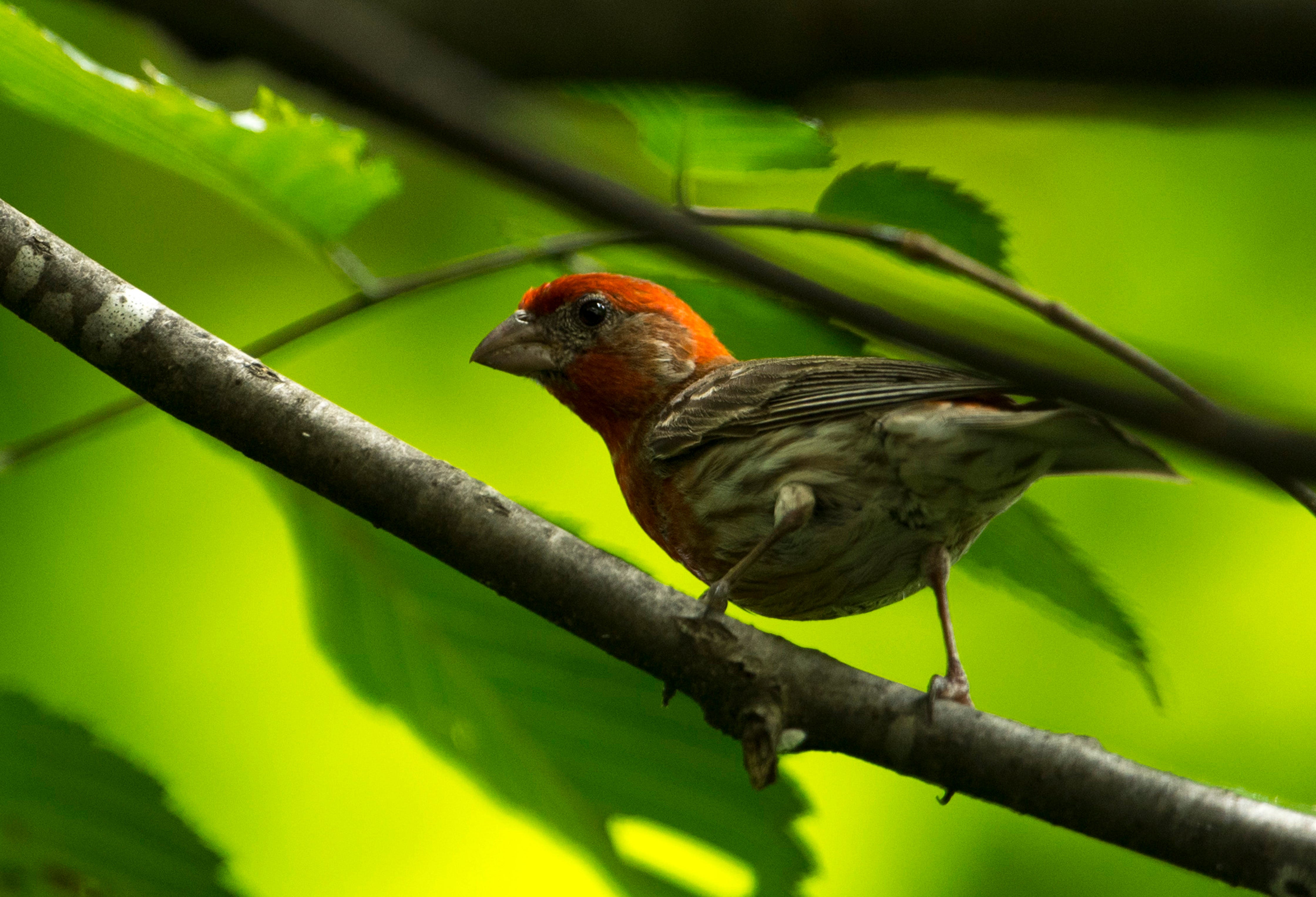 For the Birds: 10 landscaping tips to make your yard more bird-friendly