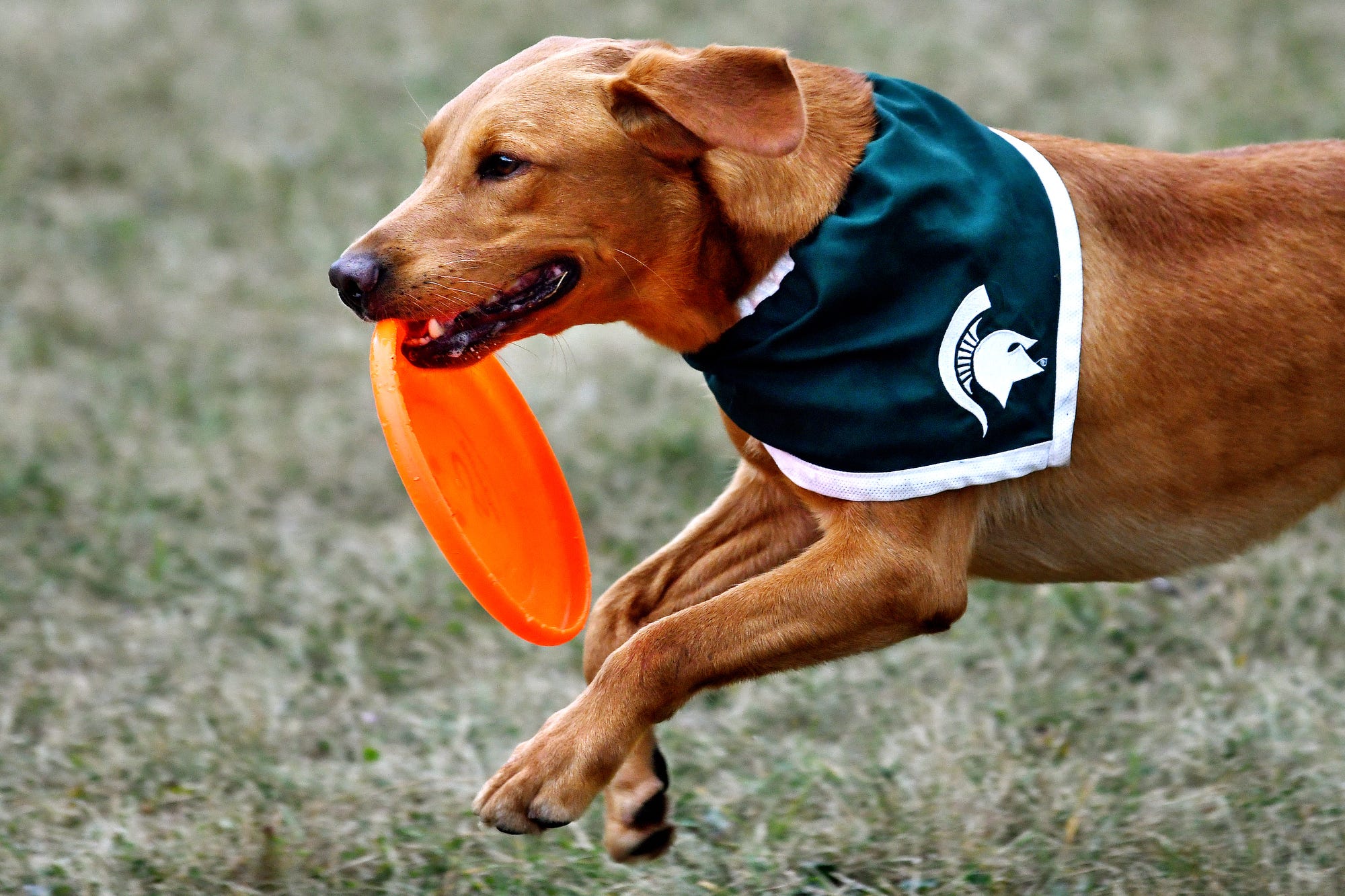 MSU's Zeke the Wonderdog: A tradition for more than 30 years