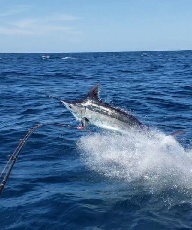 Marlin Jumping Out Of Water