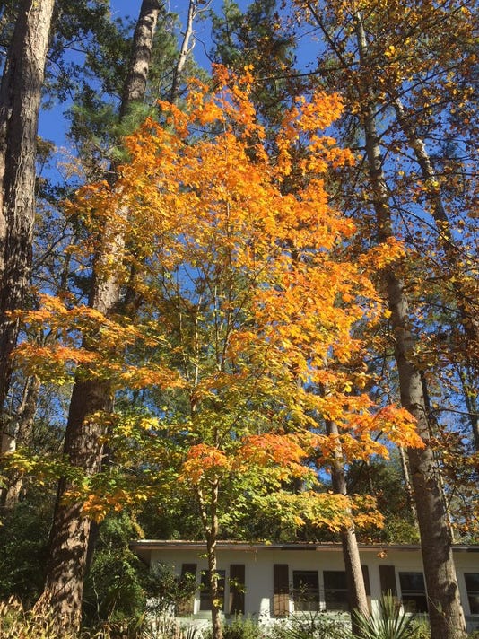 Got exotics? Try these native plants instead