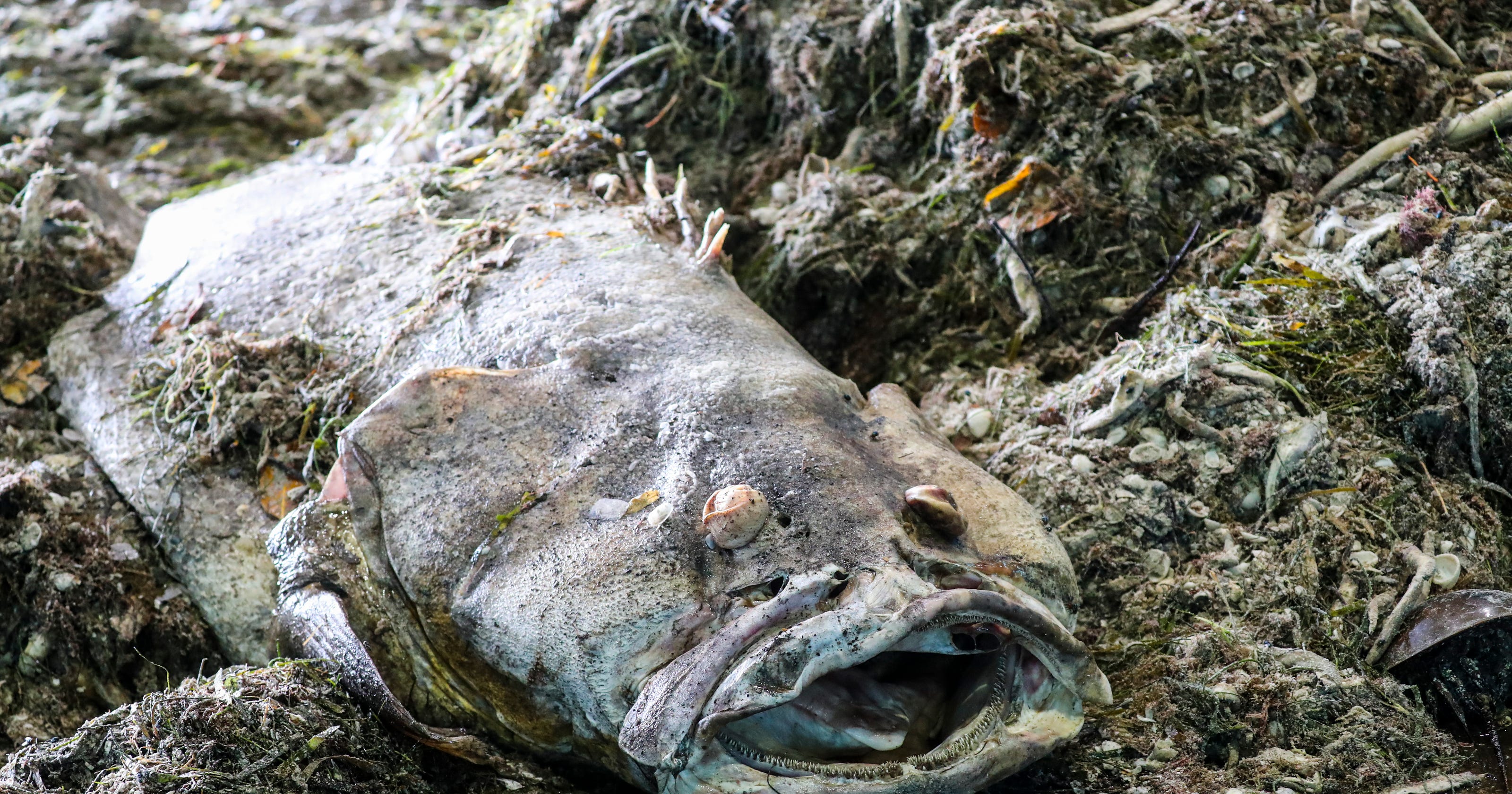 Millions of pounds of fish, sea life burned at solid waste facility