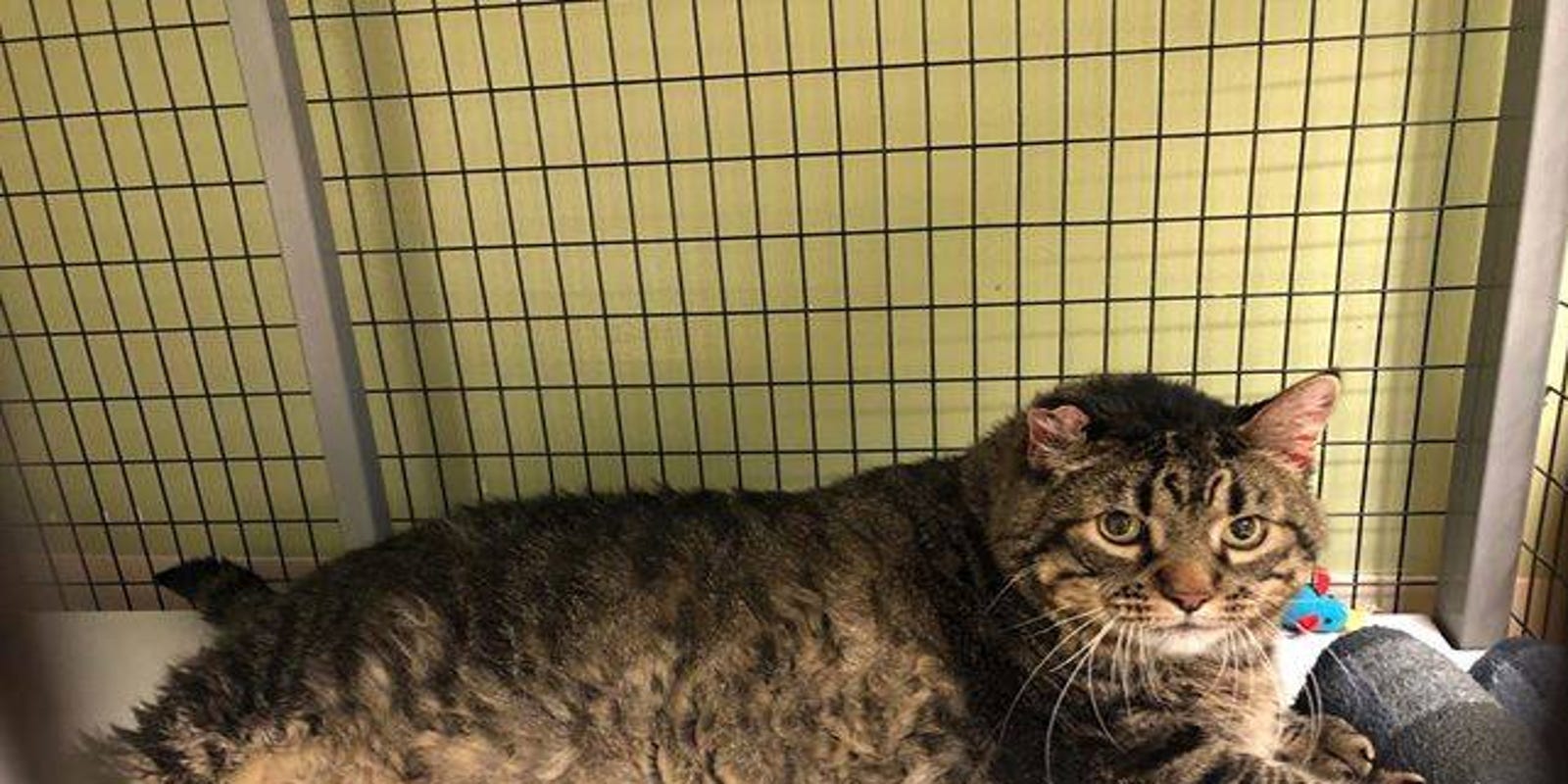 Iowa's Meatloaf the cat is 30 pounds and just wants to be adopted