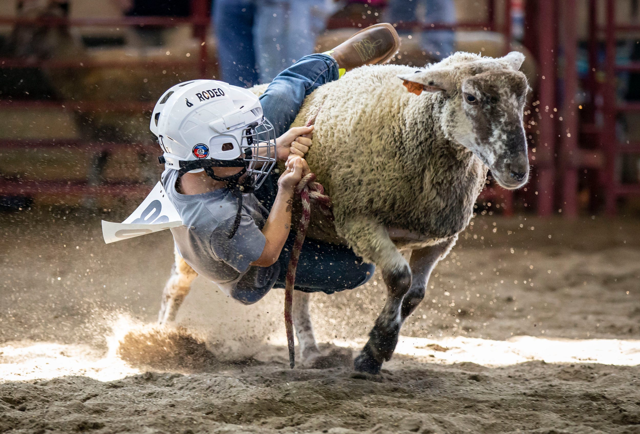 Mutton busting action at the State Fair