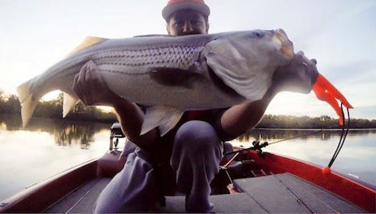 Nashville fisherman catches monster paddlefish on Old Hickory Lake