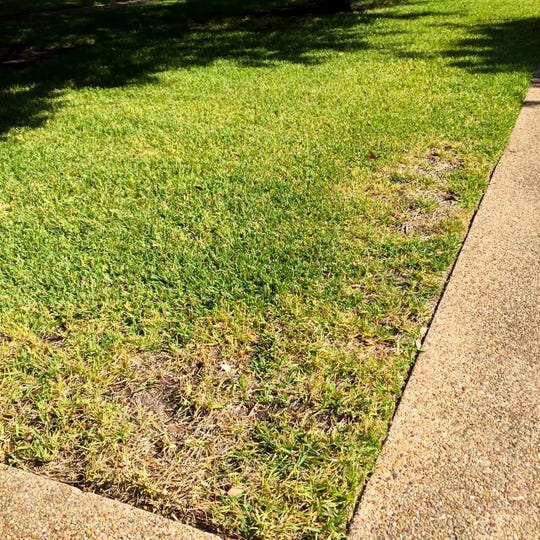 These pests could ruin your San Angelo lawn. Here's how to kill them