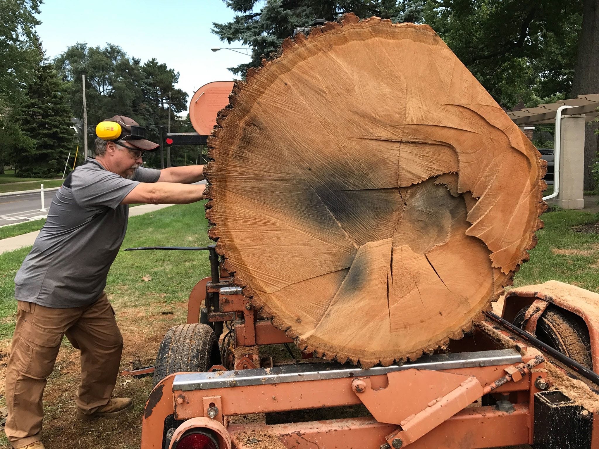 Nearly 300-year-old Ferndale tree had to come down