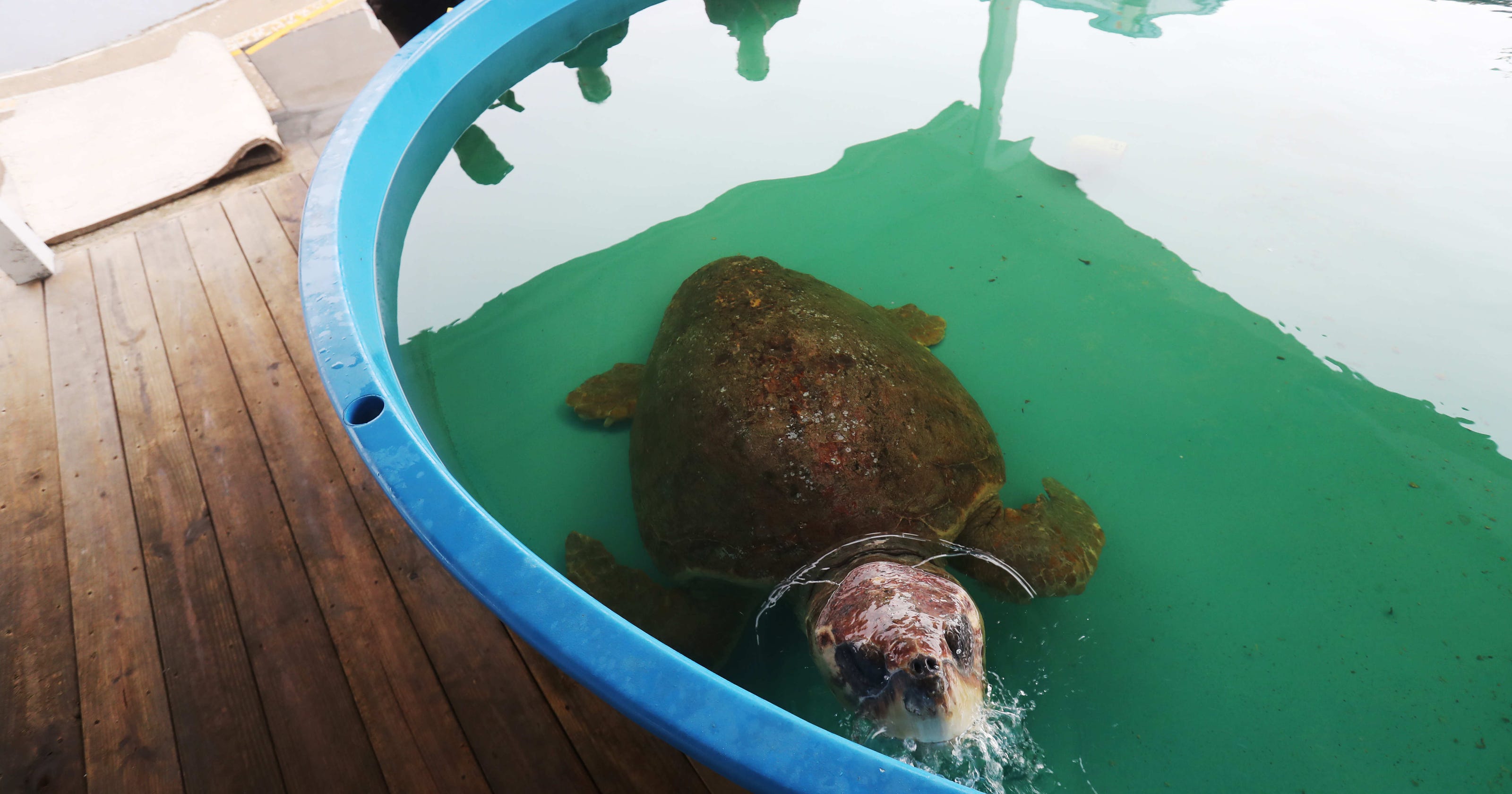 Manatees and a sea turtle affected by red tide recovering at SeaWorld ...