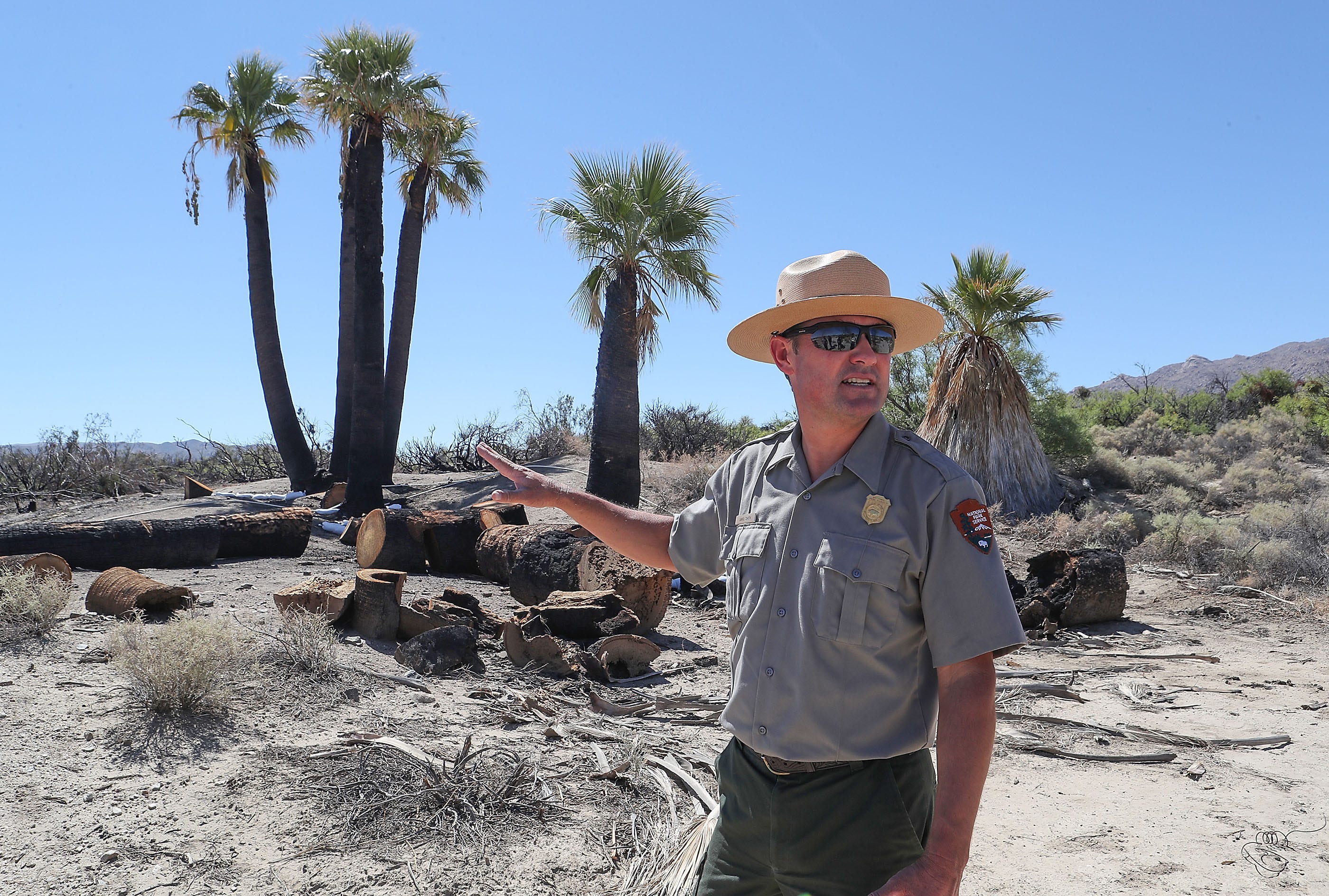 That viral photo of a cut-down Joshua tree? It was pre-shutdown ...