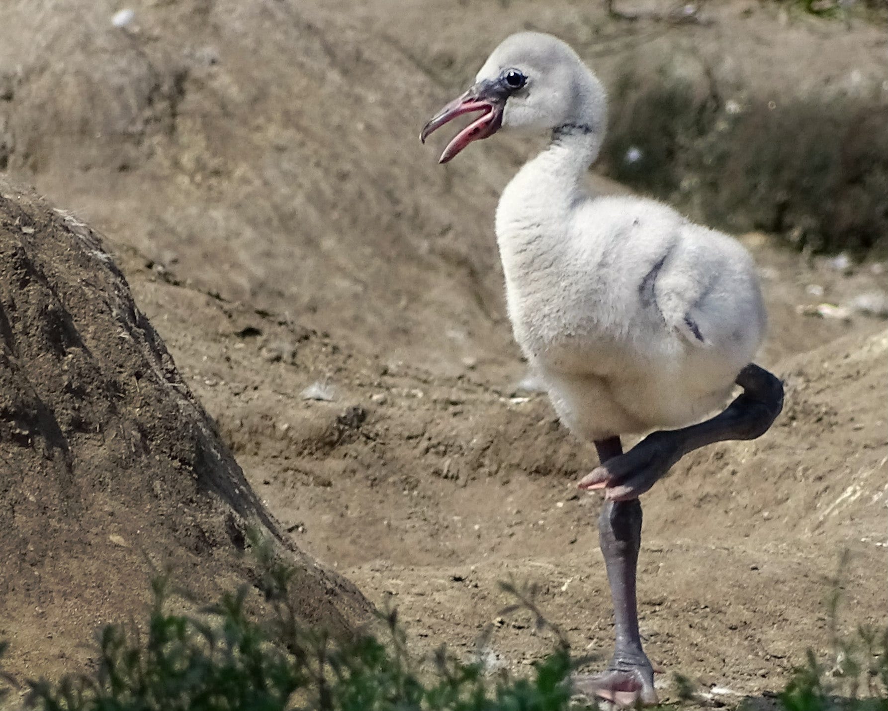 Detroit Zoo: 5 flamingo chicks recently born