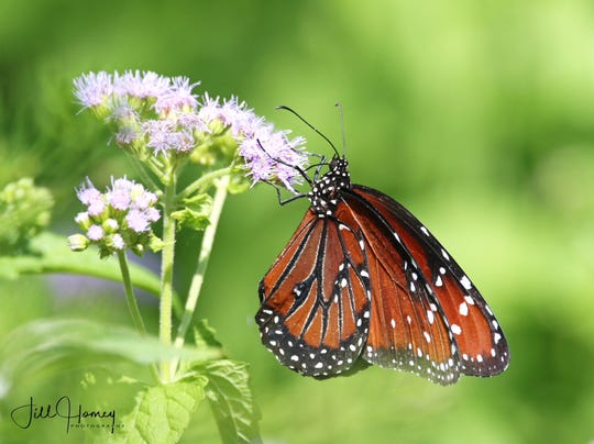 Rare queen butterfly spotted in the Meadowlands in Lyndhurst NJ