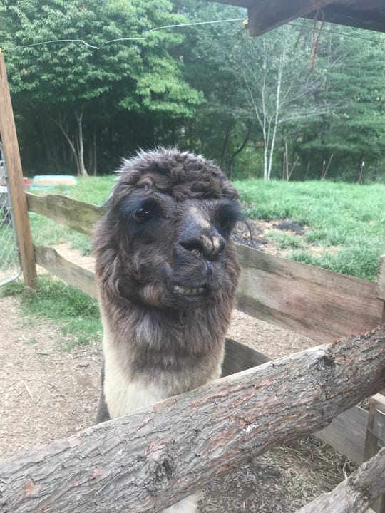 At Smoky Mountain farm visitors can pet, hug llamas