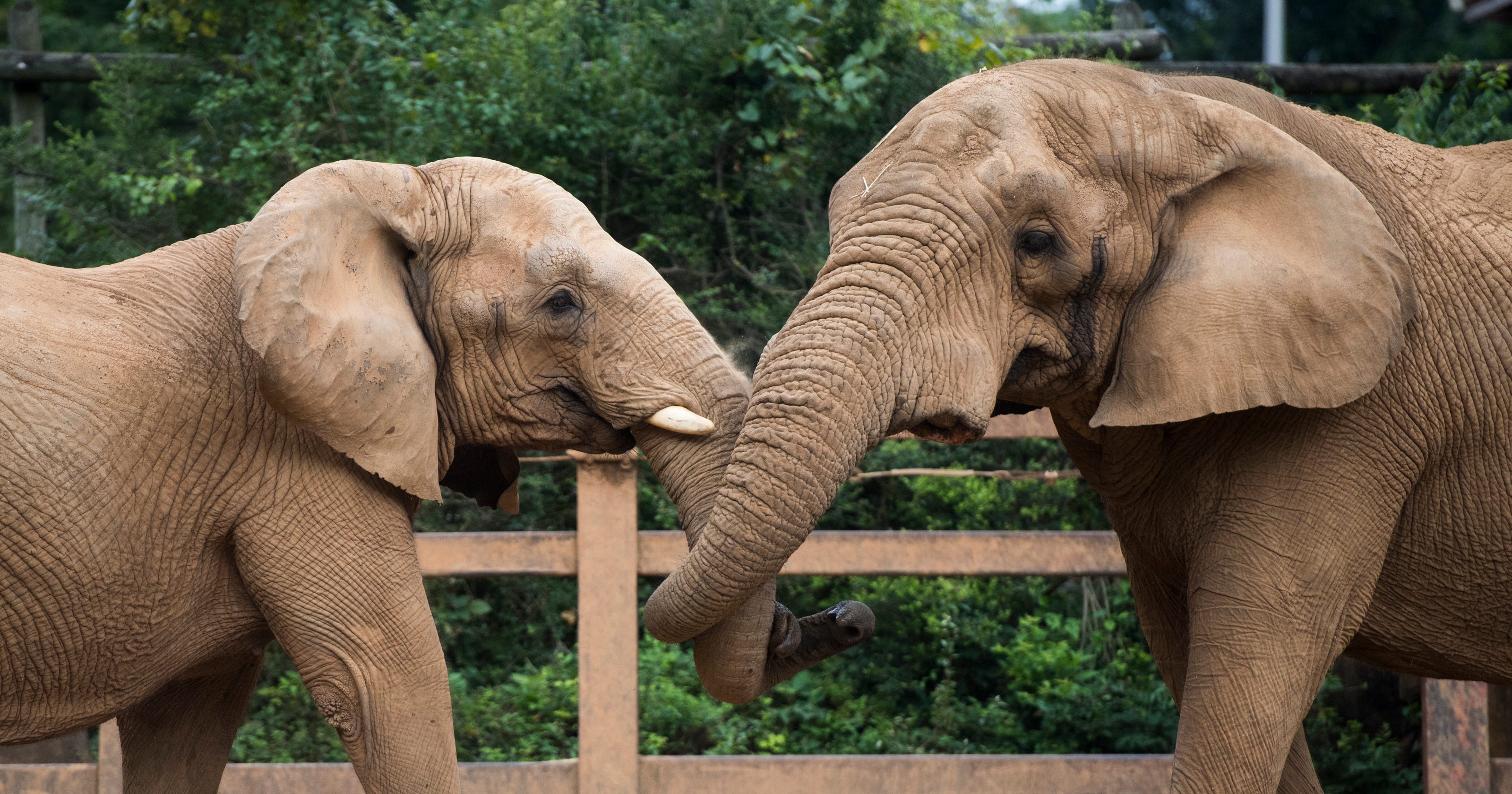 Zoo Knoxville marks 70th year with ticket deal, donations for others