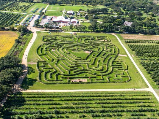 Northern Illinois farm has an apple tree maze