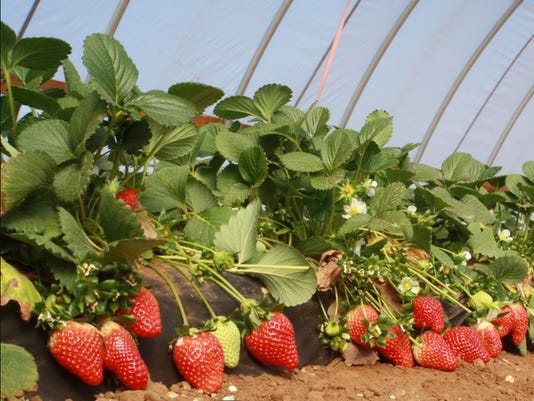 Plant strawberries in the fall for a good spring harvest