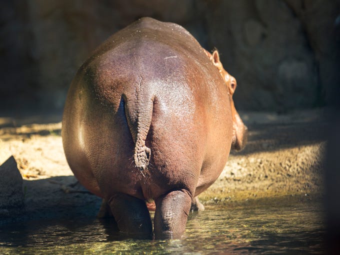 A day at the Cincinnati zoo is a good day