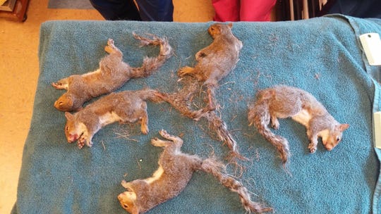 How 5 baby squirrels knotted together by their tails got untangled