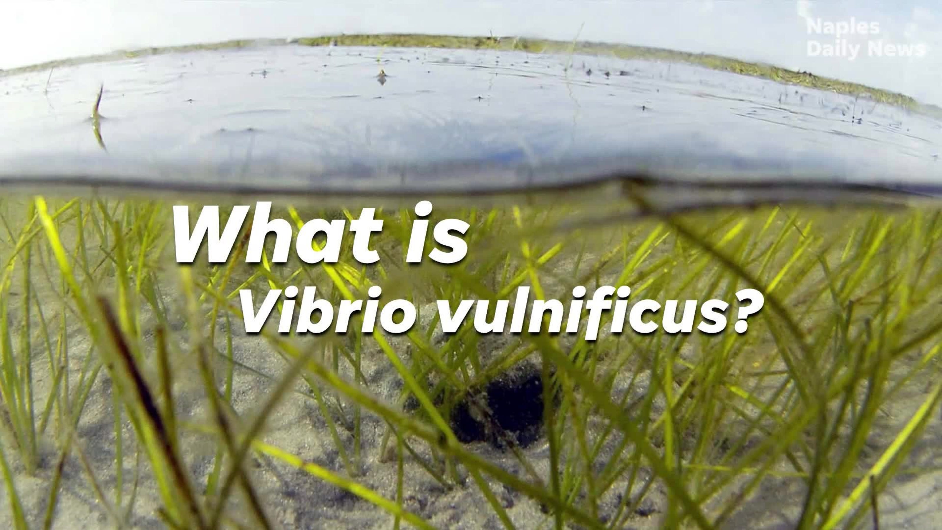 What is Vibrio Vulnificus?