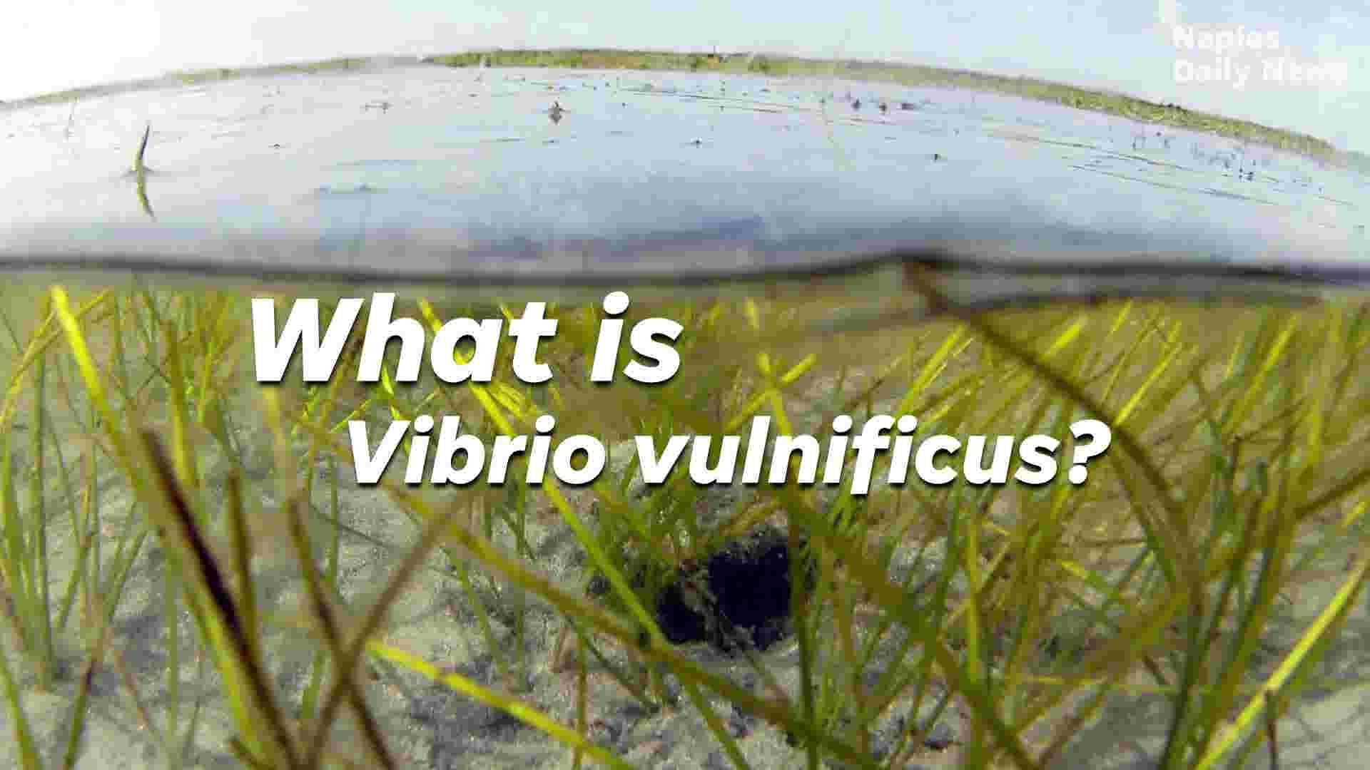 Video: What is Vibrio Vulnificus?