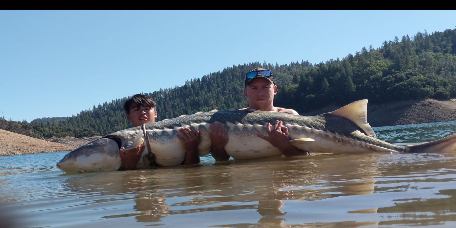 Big fish: Anglers rescue monster 8-foot-long sturgeon in Lake Shasta