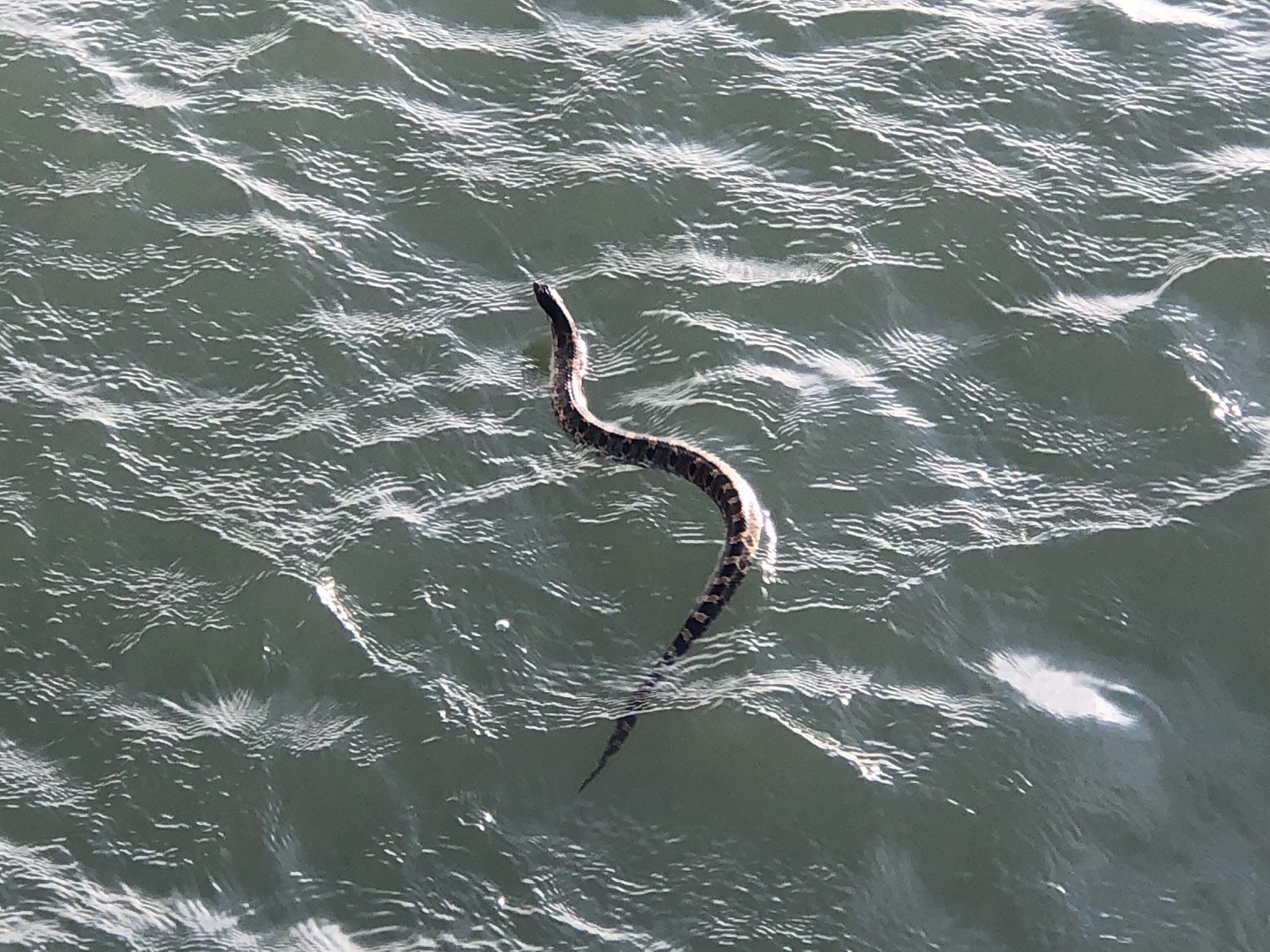 Needles, snakes found on Delaware beaches after storms