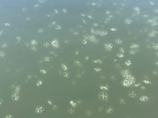 Fall a great time to see tiny freshwater jellyfish pulsing around our ...