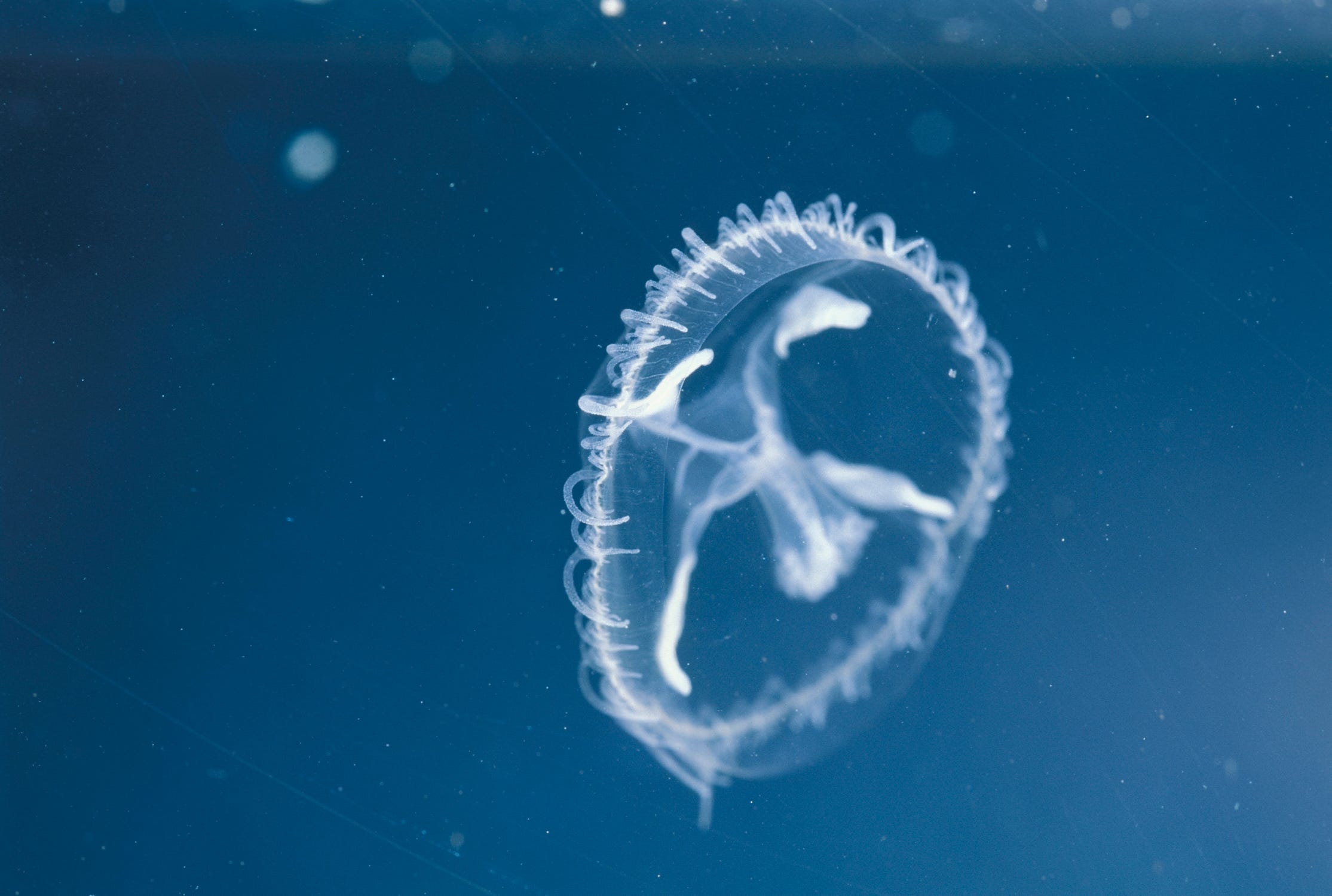 Fall a great time to see tiny freshwater jellyfish pulsing around our ...