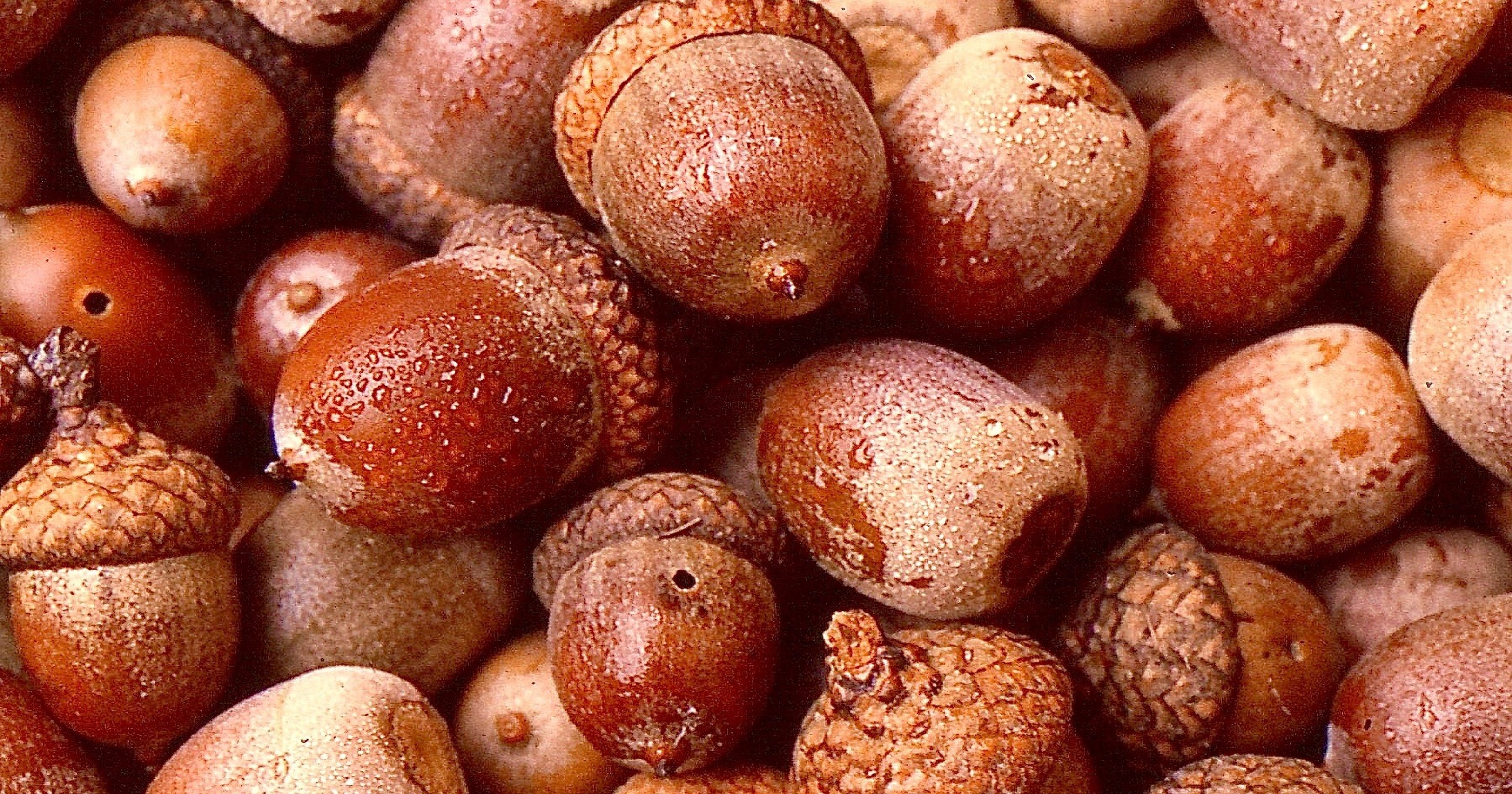 A nutty request: Virginia Department of Forestry seeks acorns