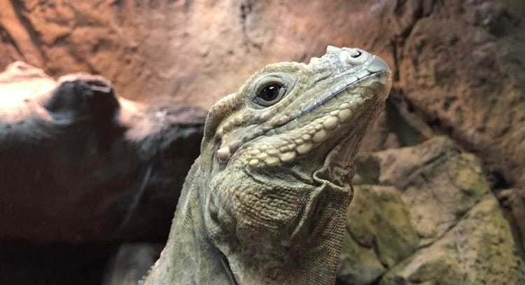 The Reptarium: New reptile zoo opens on Van Dyke in Utica