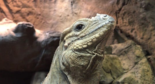 The Reptarium: New reptile zoo opens on Van Dyke in Utica