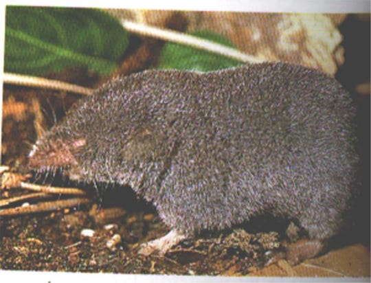Mystery of SWFL's elusive shrew: Does the fierce critter even exist?