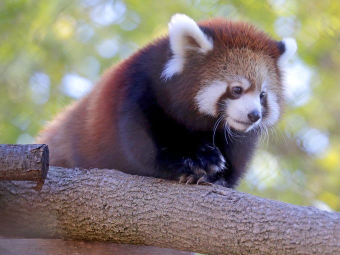 New baby red panda at the zoo