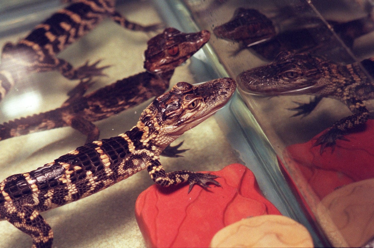 More than 5,000 pet alligators live in Michigan, experts say