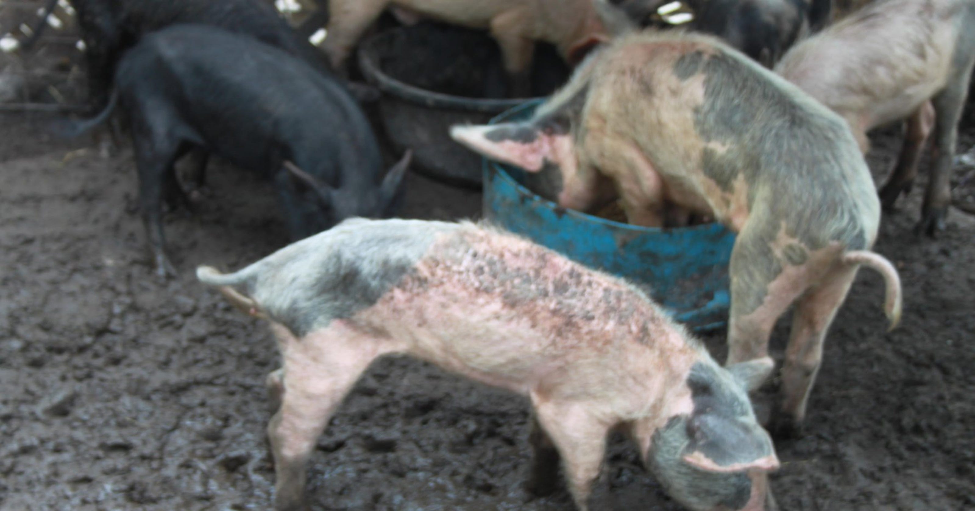 LCSO deputies arrest man after discovering malnourished pigs in Alva