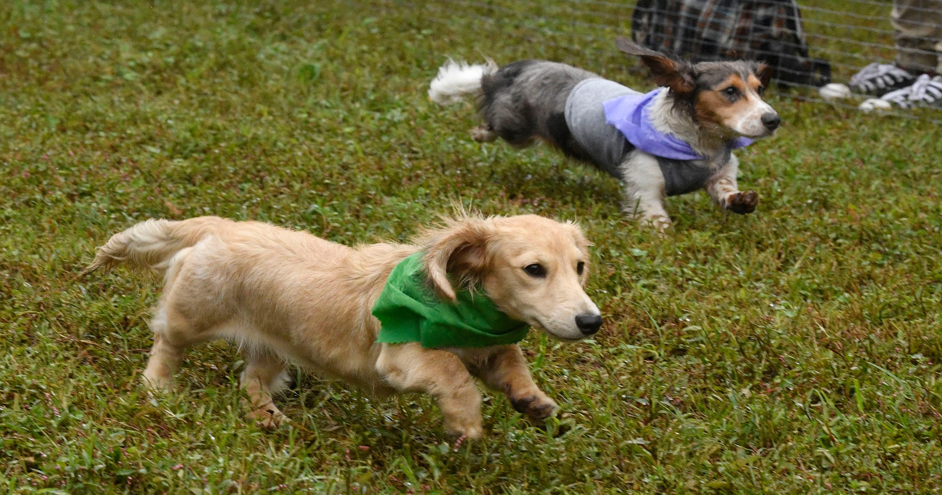 Dogs race during the Dachshund Derby at Oktoberfest