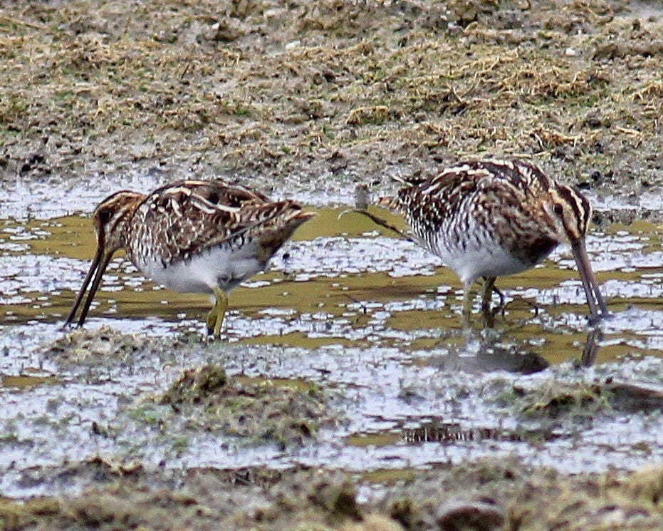 Bird watcher: Going snipe hunting is a challenge
