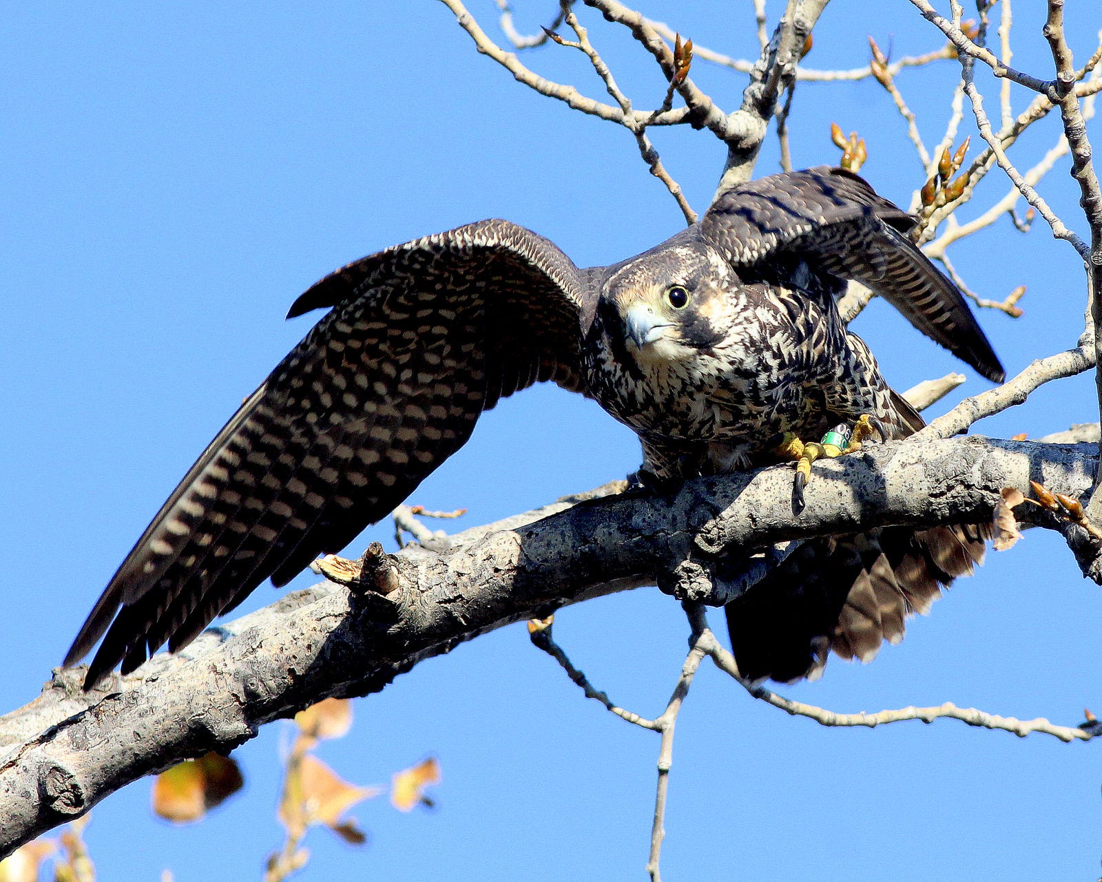 Peregrine falcons continue their remarkable comeback in New Jersey