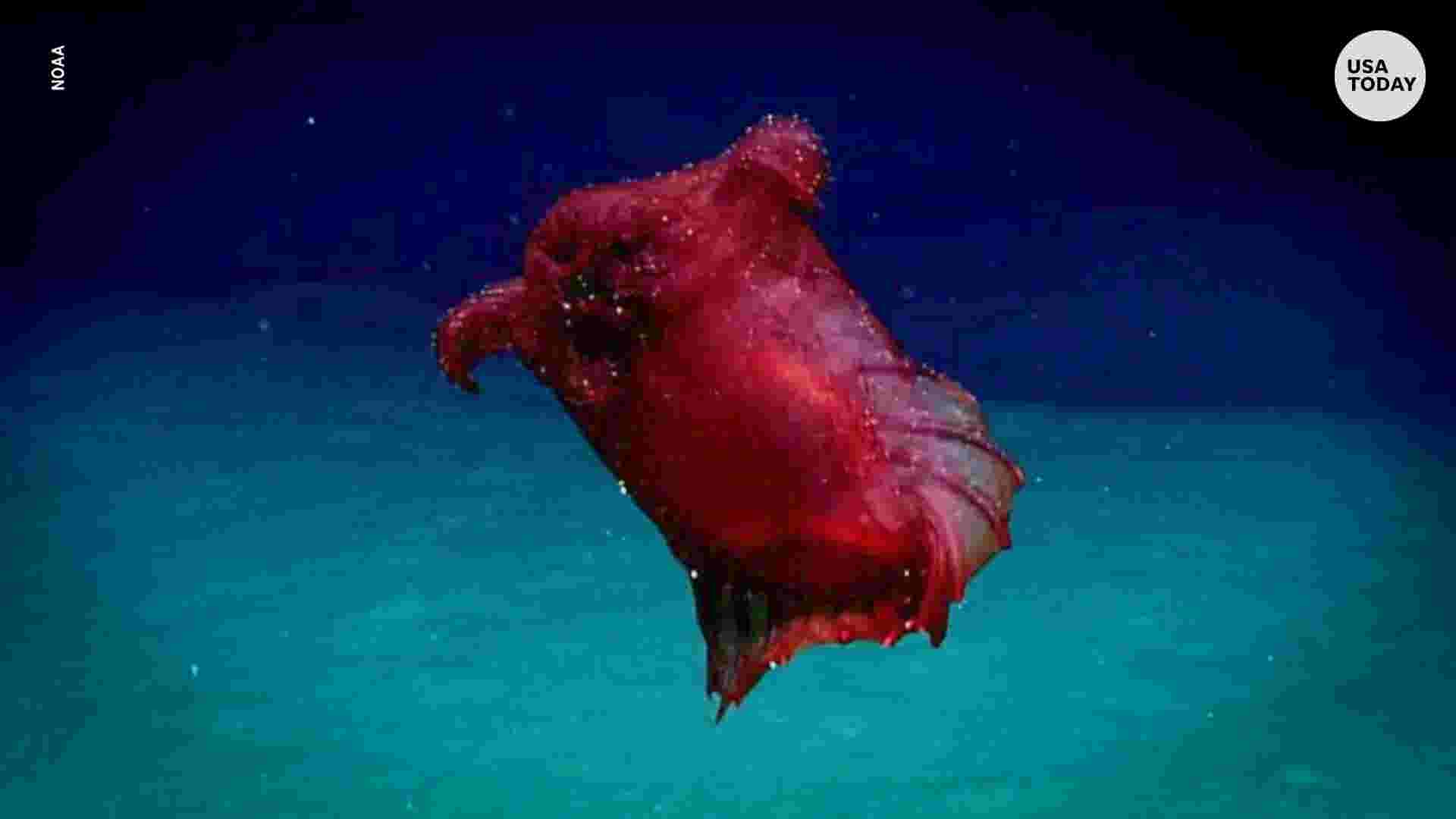 'Headlesss chicken monster' found in the depths of the Antarctic