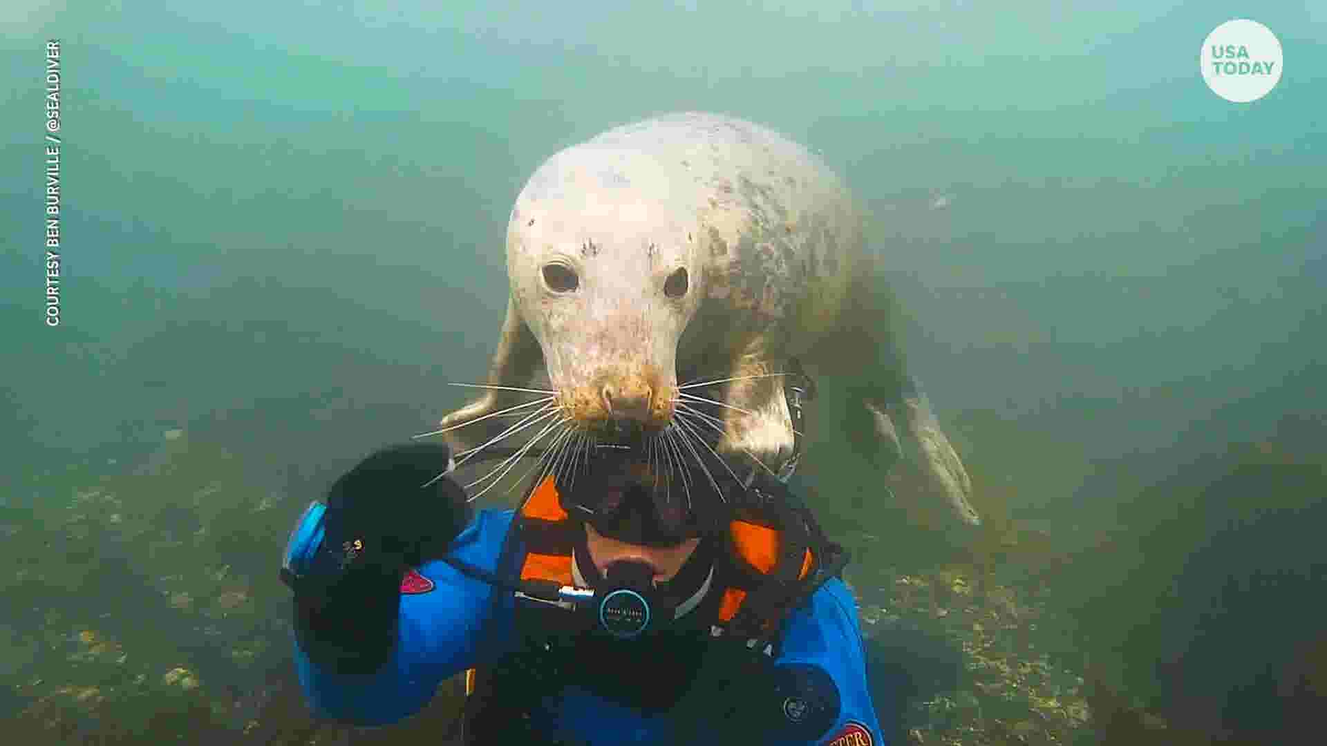 Playful seal pup gives head scratches for belly rubs