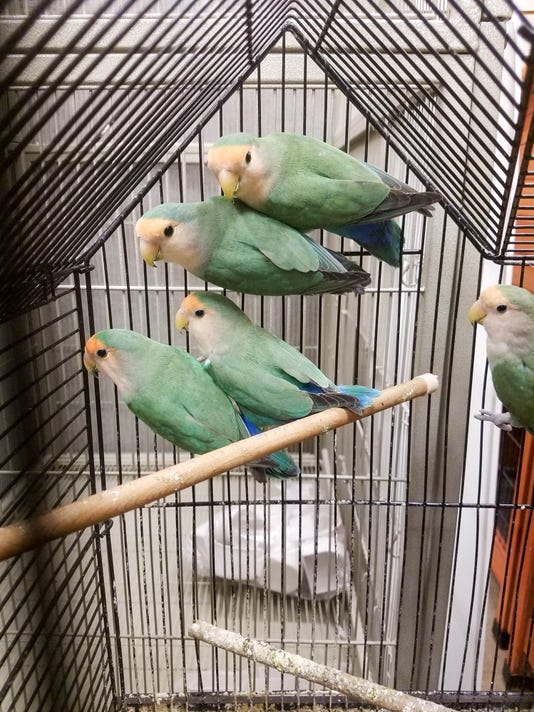 Des Moines' Animal Rescue League takes in 25 exotic birds now up for ...