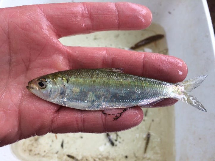 American shad return to NJ river after 173 years