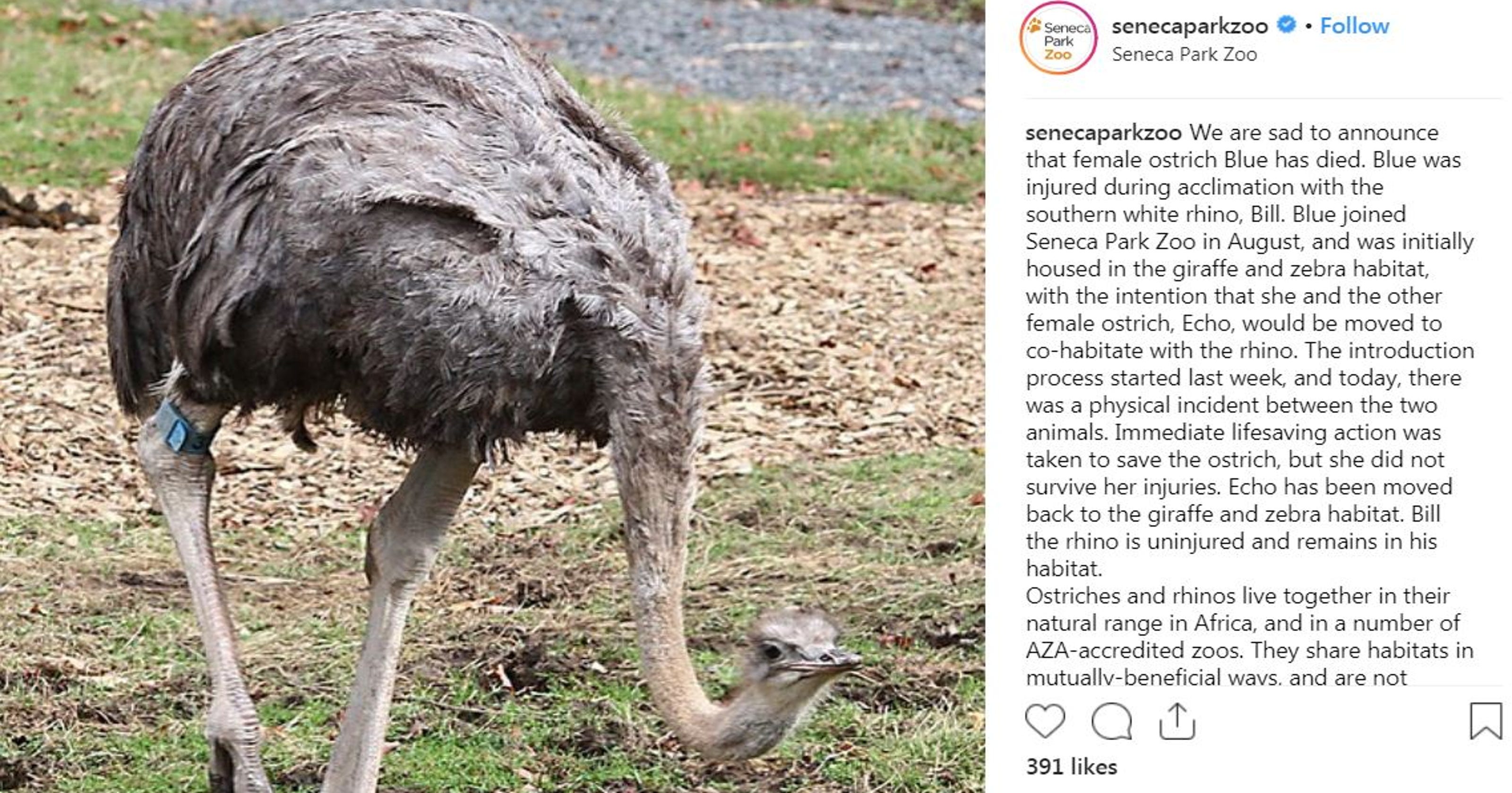 Seneca Park Zoo ostrich dies from injuries in rhino 'incident'