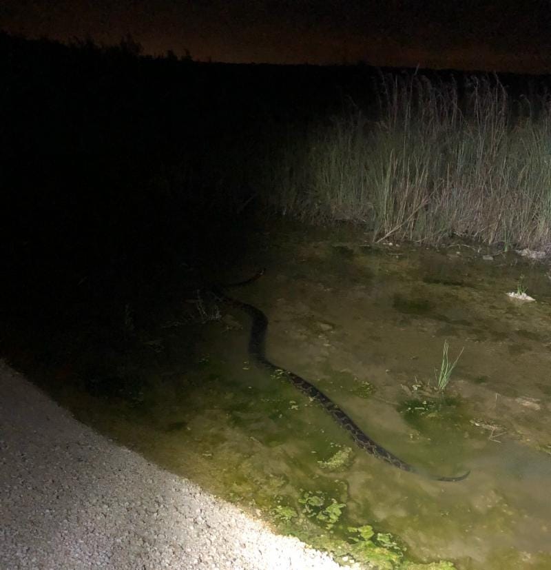 Man grabs 17-foot python near Florida levee, has bite marks to prove it