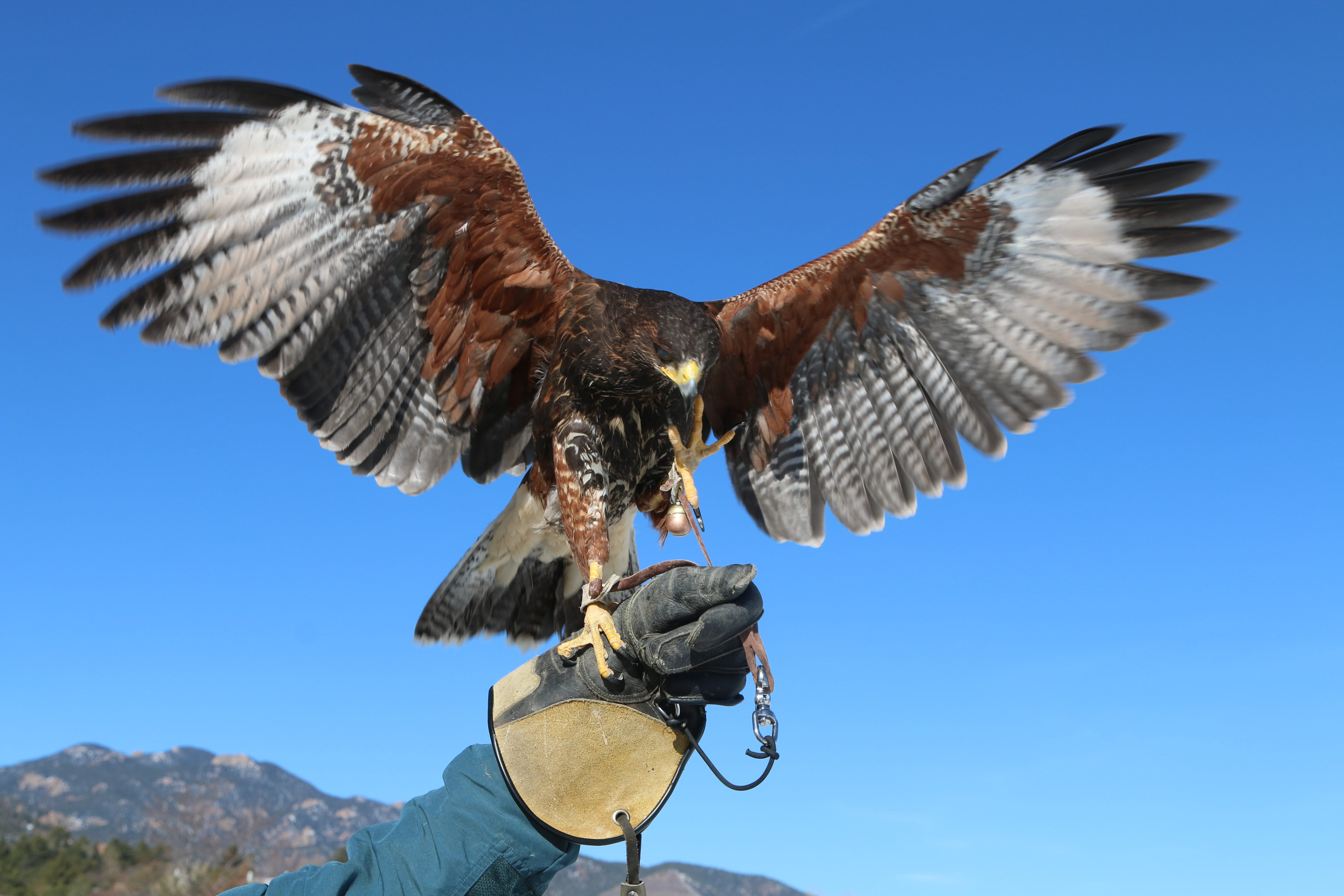 Celebrate World Falconry Day at this historic hotel