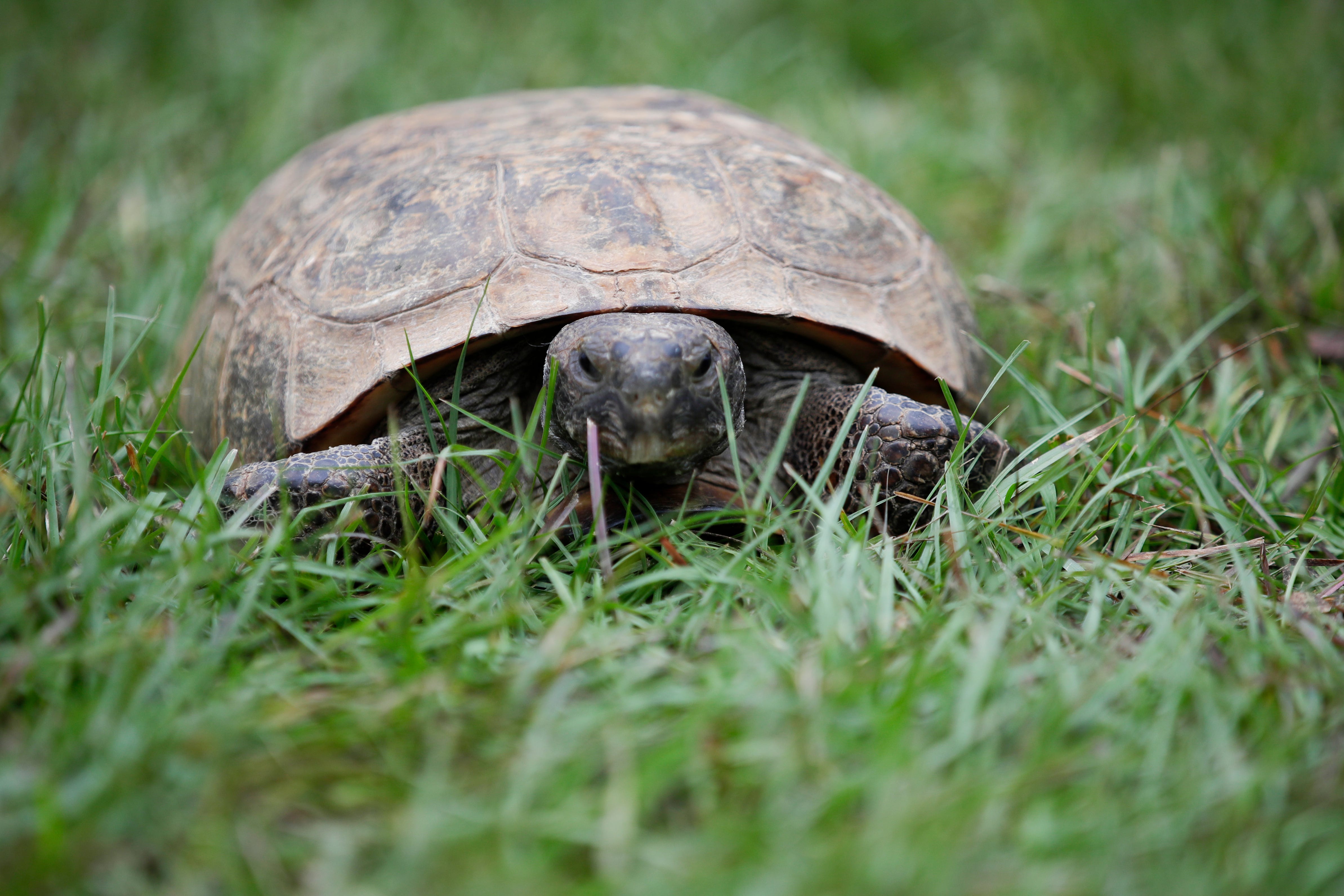 Slow pace can make gopher tortoise vulnerable to modern hazards